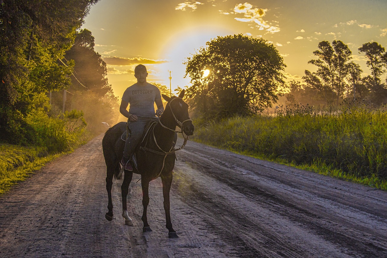 Caballo Real Al Atardecer Caballos En El Atardecer De Fondo