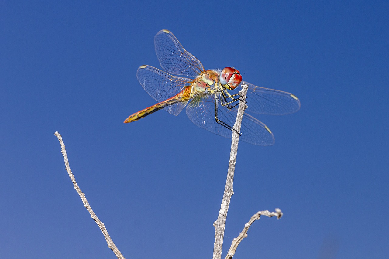 Red-Veined Dropwing Trithemis - Free photo on Pixabay