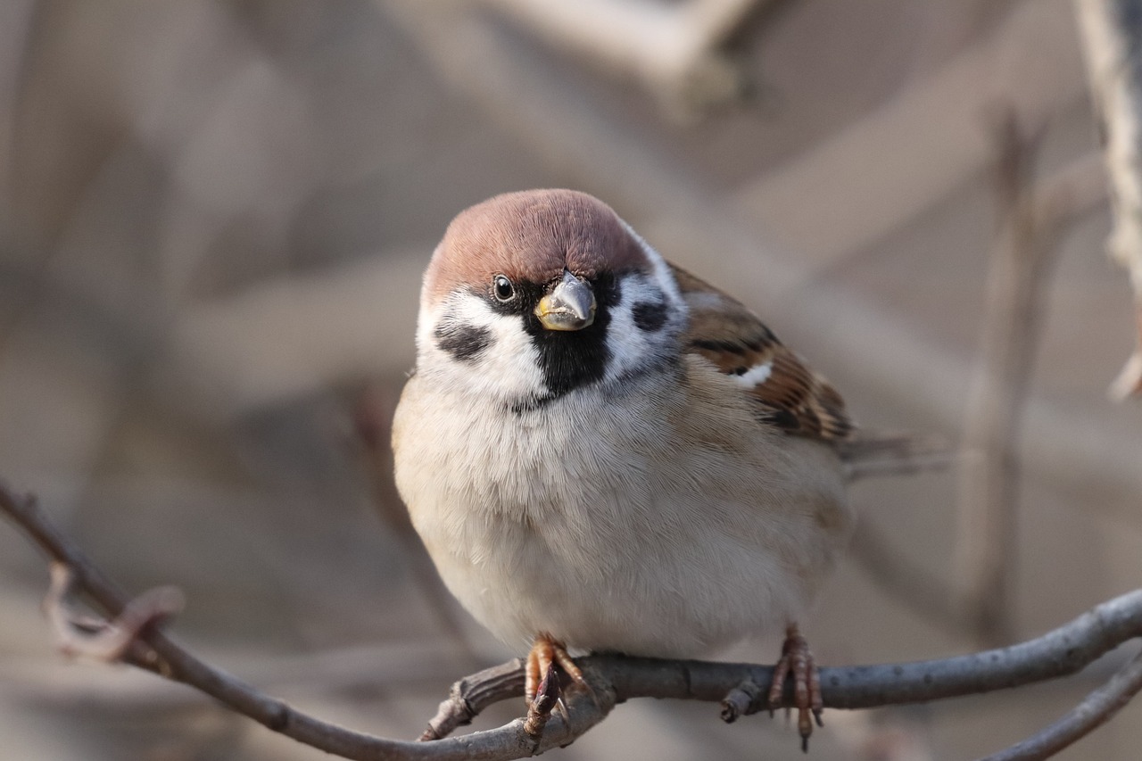 400+ Free Sparrows Spring & Sparrow Images - Pixabay
