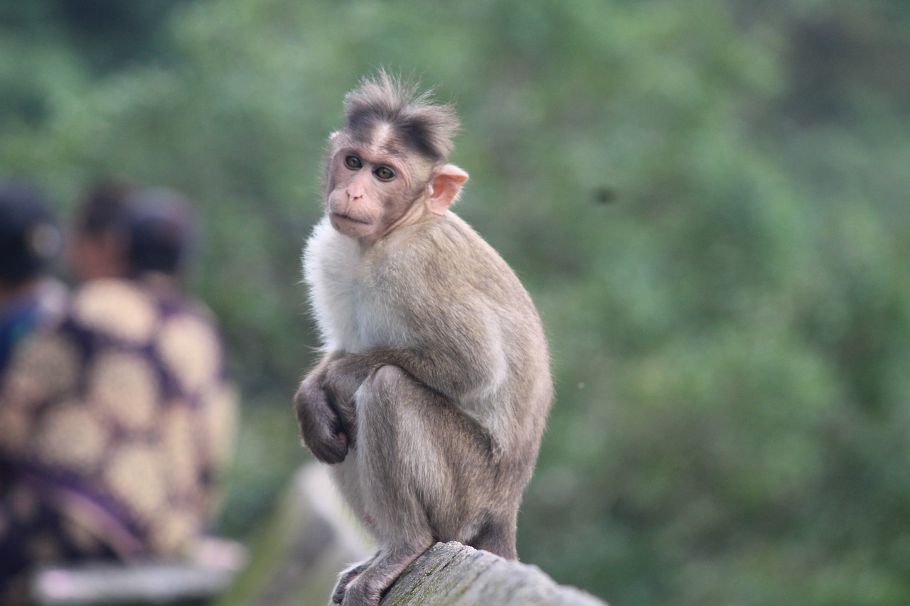 Monkey Background Animal Free photo on Pixabay