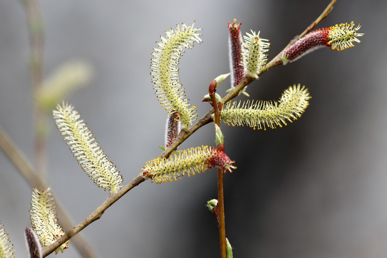 Goat Willow Salix Caprea Plant - Free photo on Pixabay - Pixabay