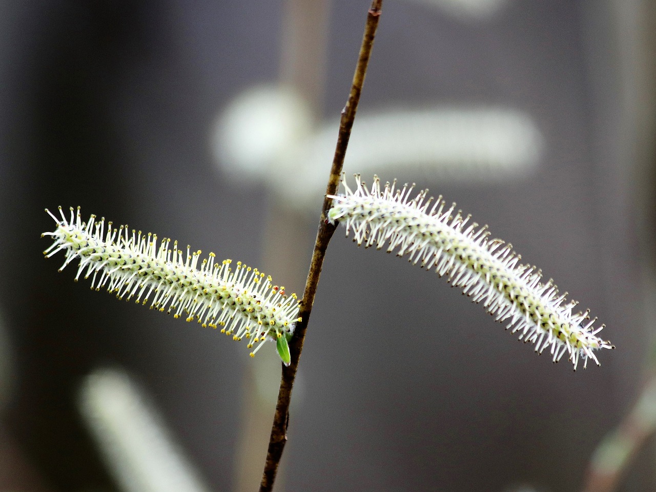 Goat Willow Salix Caprea Plant - Free photo on Pixabay - Pixabay