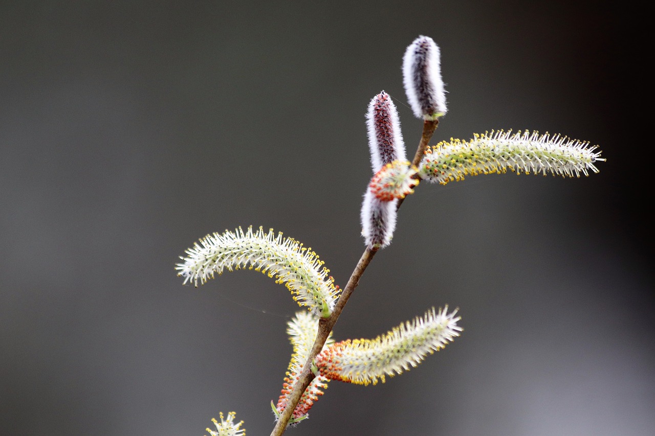 Goat Willow Salix Caprea Plant - Free photo on Pixabay - Pixabay