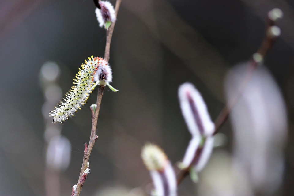 Goat Willow Salix Caprea Plant - Free photo on Pixabay - Pixabay