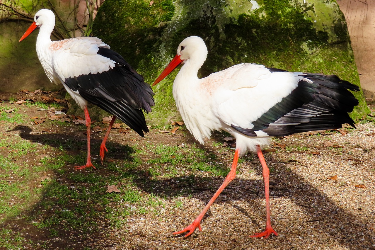 Wildlife Bird Stork Animal - Free photo on Pixabay - Pixabay