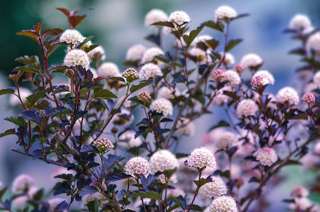 Bushes Flowers Plants - Free photo on Pixabay