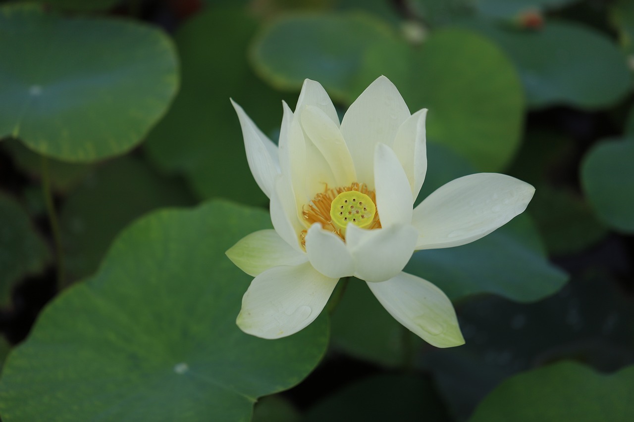Lotus Fleur Feuille De - Photo gratuite sur Pixabay - Pixabay
