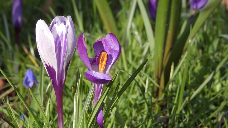 Crocus Safran Fleurs De Printemps - Photo gratuite sur Pixabay - Pixabay