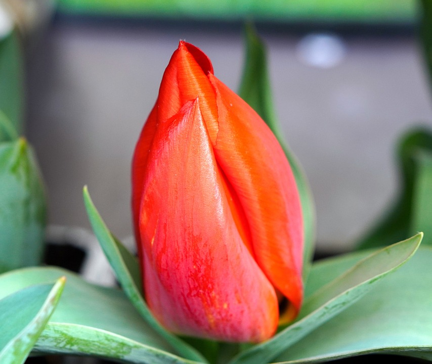 Tulip Bunga Mekar Musim - Foto gratis di Pixabay - Pixabay