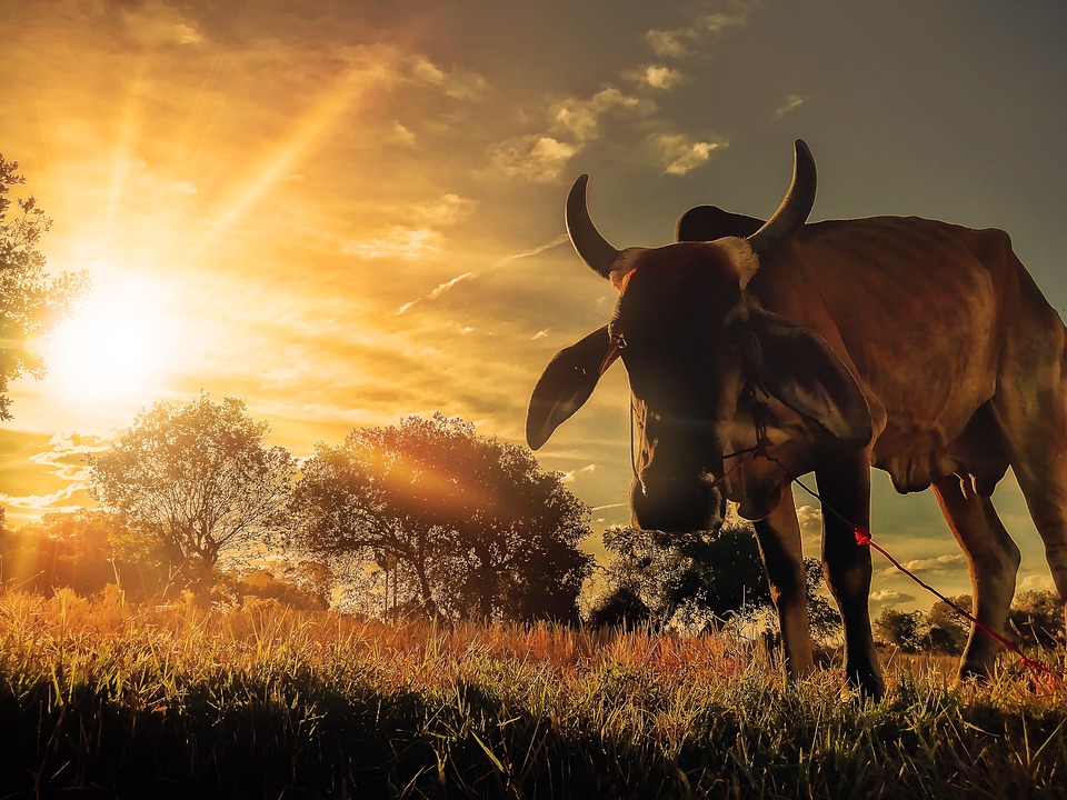 Cow West Countryside - Free photo on Pixabay