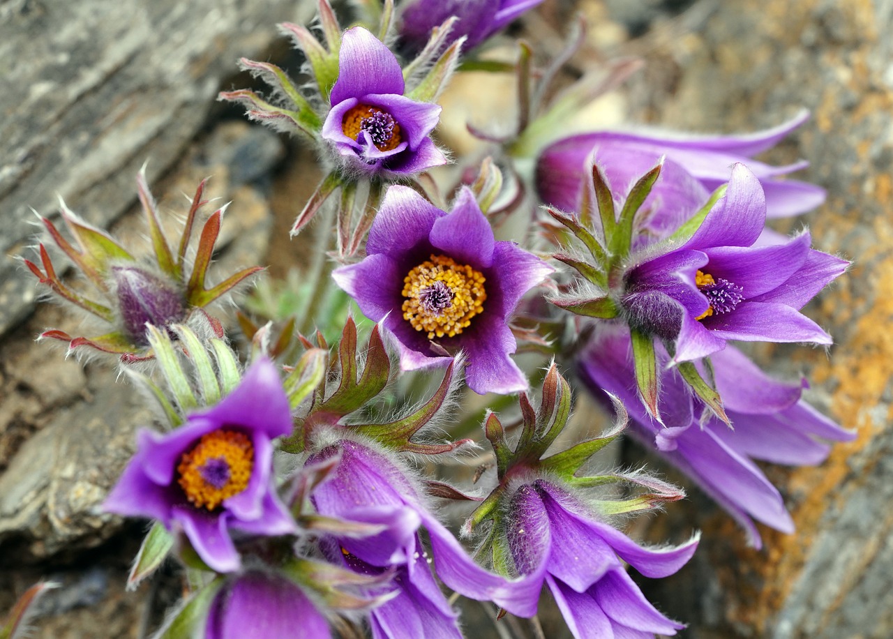 Halmya Flower Beauty - Free photo on Pixabay