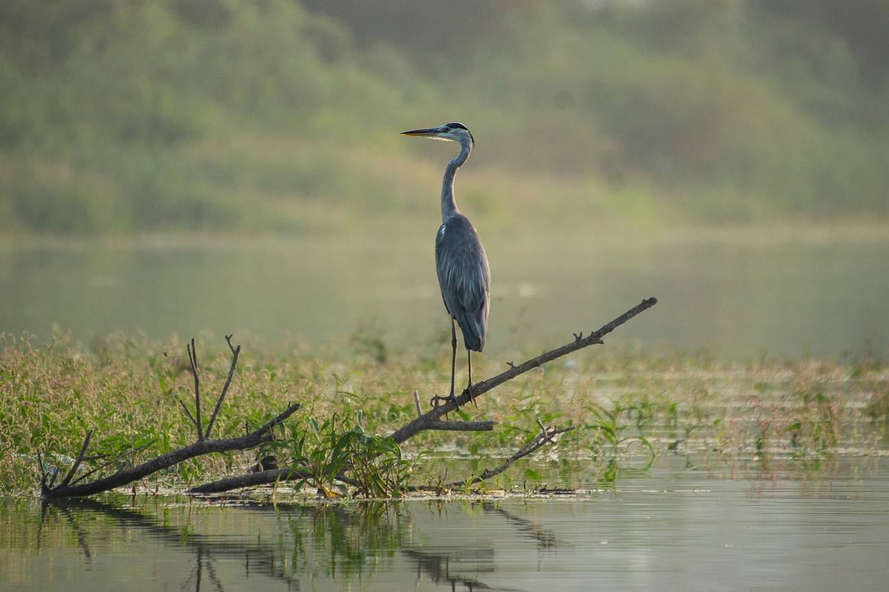 Garza Gris Lago - Foto gratis en Pixabay - Pixabay