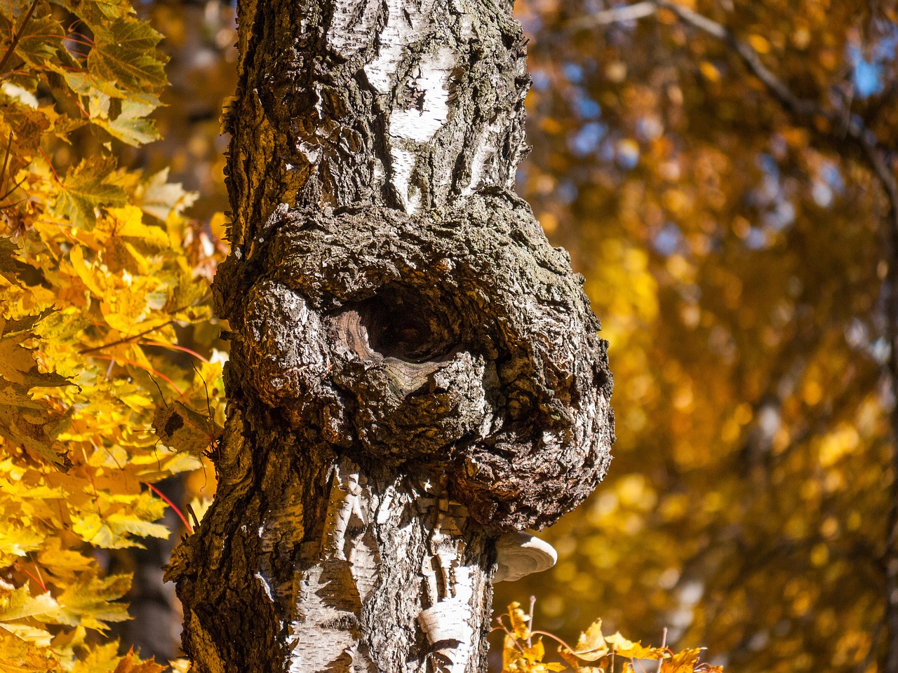 Árbol Abedul Crecimiento - Foto gratis en Pixabay - Pixabay