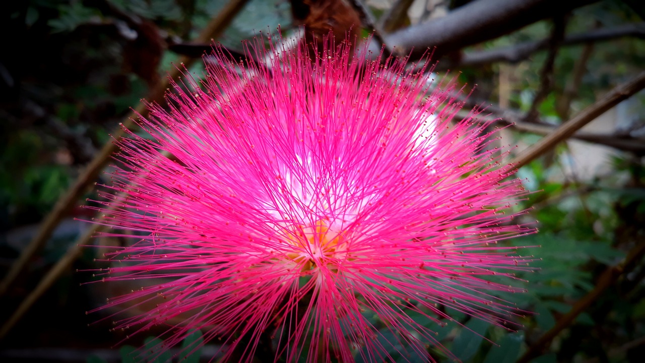 Fleur Plante Îles Canaries - Photo gratuite sur Pixabay - Pixabay