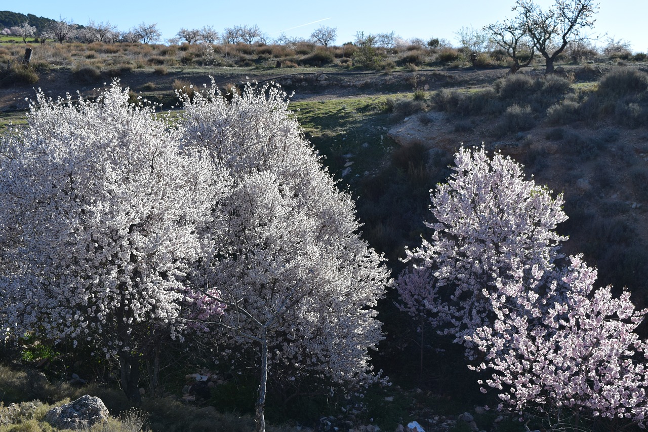 Almond Blossoms Tree - Free photo on Pixabay