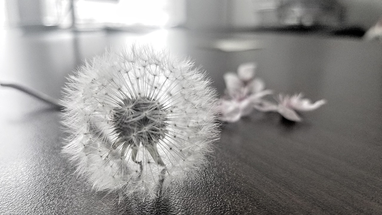 400,000+ Free Wishing Flower & Wish Images - Pixabay