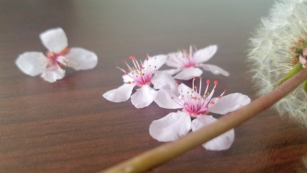 400,000+ Free Wishing Flower & Nature Images - Pixabay