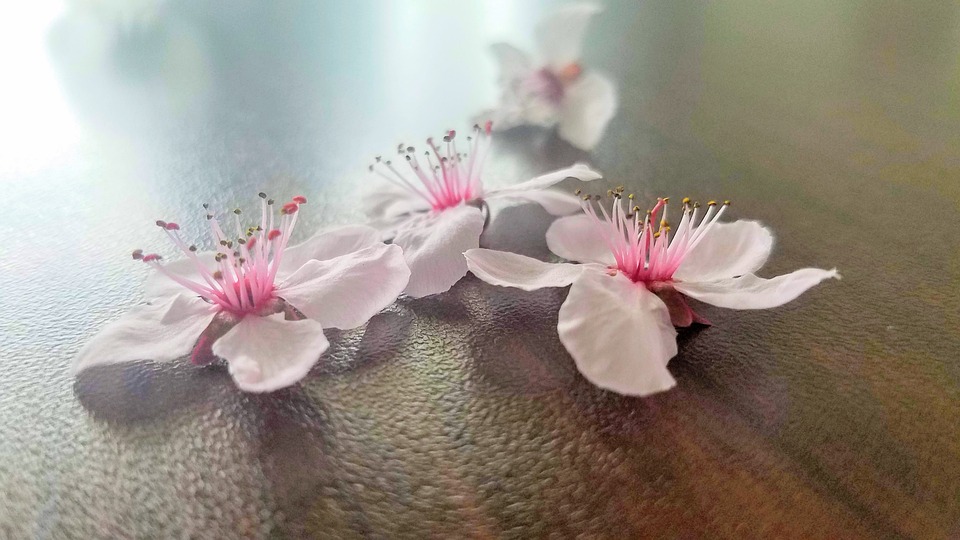 Wishing Flower Wishes - Free photo on Pixabay