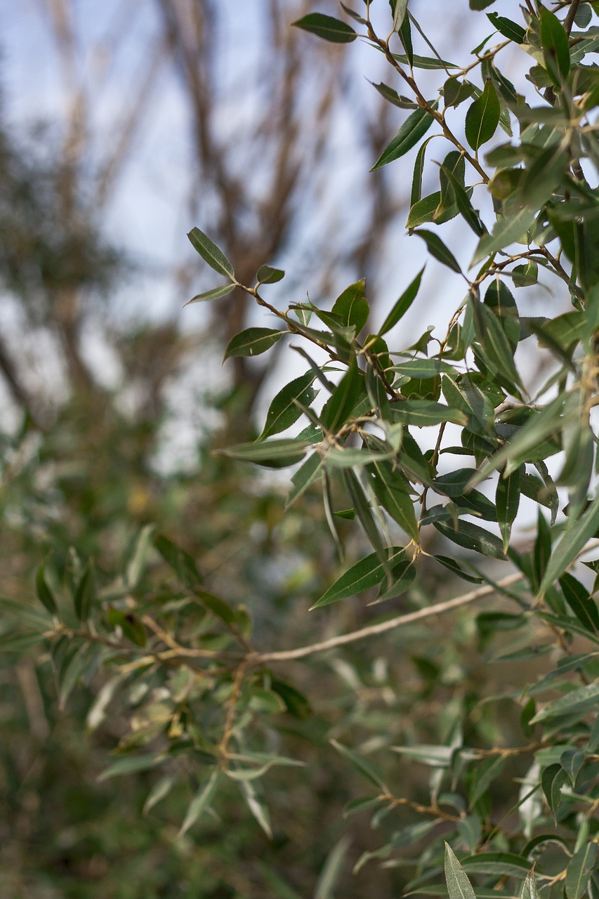 Verde Hierba Naturaleza Medio - Foto gratis en Pixabay - Pixabay