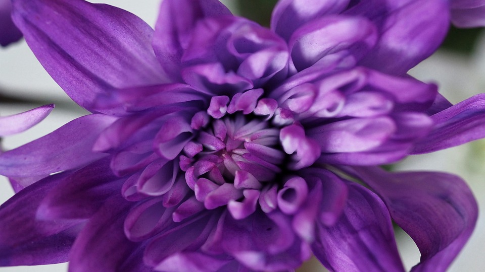 Flor Primavera Roxa - Foto gratuita no Pixabay - Pixabay
