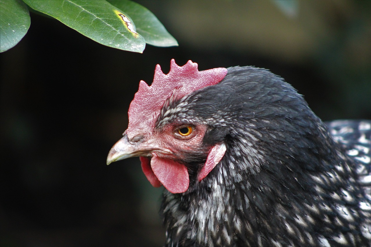 Chicken Hen Nature - Free photo on Pixabay - Pixabay