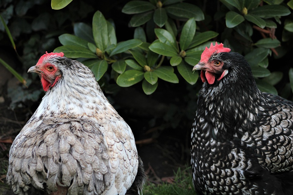 Chicken Hen Nature - Free photo on Pixabay - Pixabay