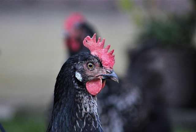 Poulet Poule La Nature - Photo gratuite sur Pixabay - Pixabay