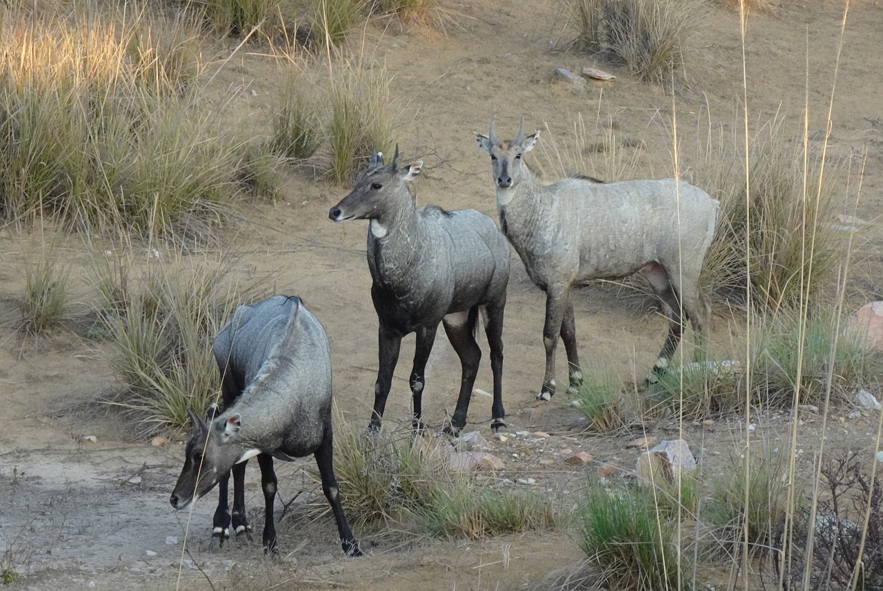 Nilgai Antelope Boselaphus - Free photo on Pixabay