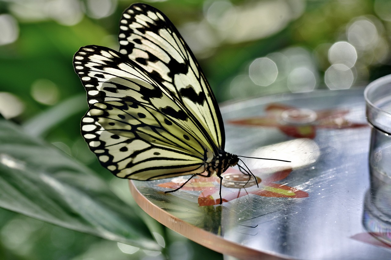 Butterfly Tropical - Free photo on Pixabay