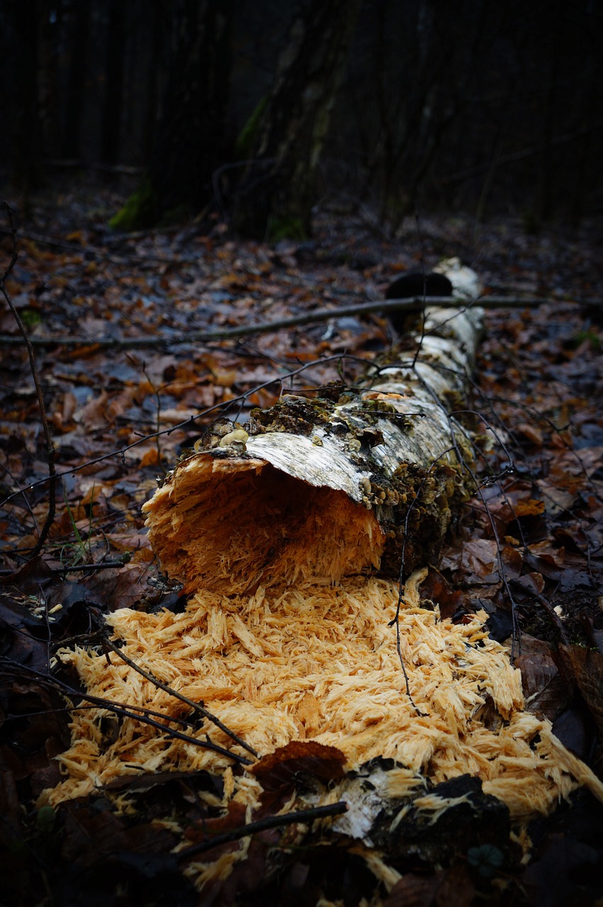 Salvaje Bosque Naturaleza - Foto gratis en Pixabay - Pixabay