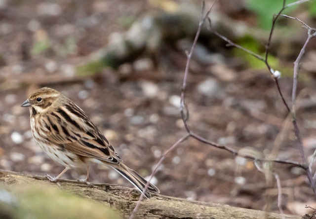 Female Reed Bunting - Free photo on Pixabay - Pixabay