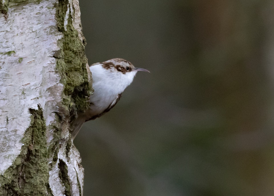 Tree Creeper Shy Small - Free photo on Pixabay - Pixabay