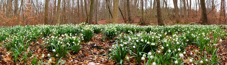 La Nature Paysage Le Printemps - Photo gratuite sur Pixabay - Pixabay