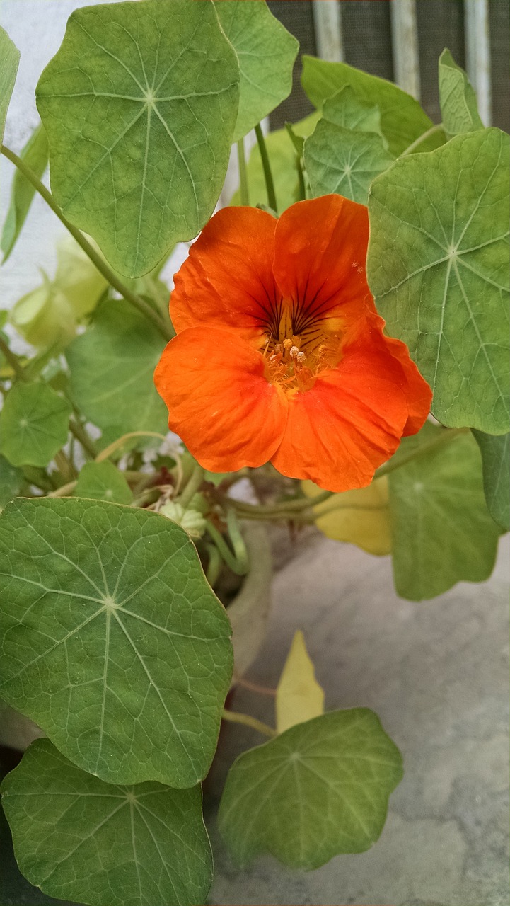 Orange Flowers
