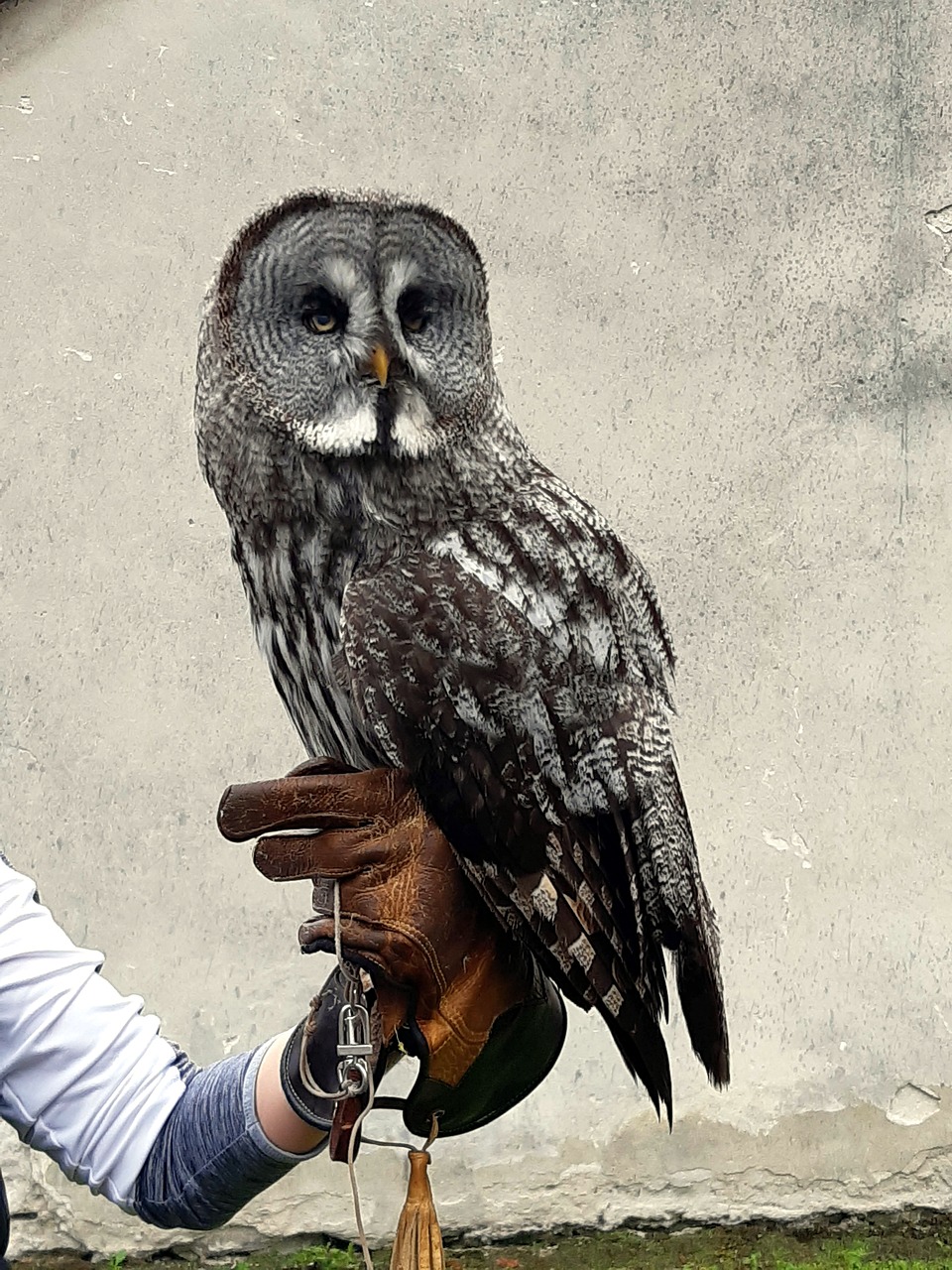 Birds Owl Bird - Free photo on Pixabay