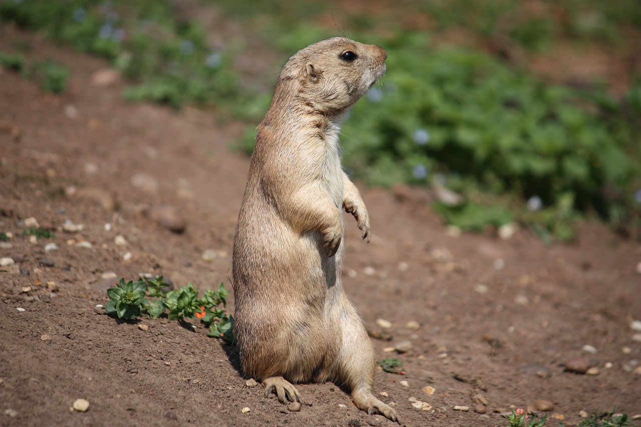Prairie Dog Zoo - Free photo on Pixabay - Pixabay