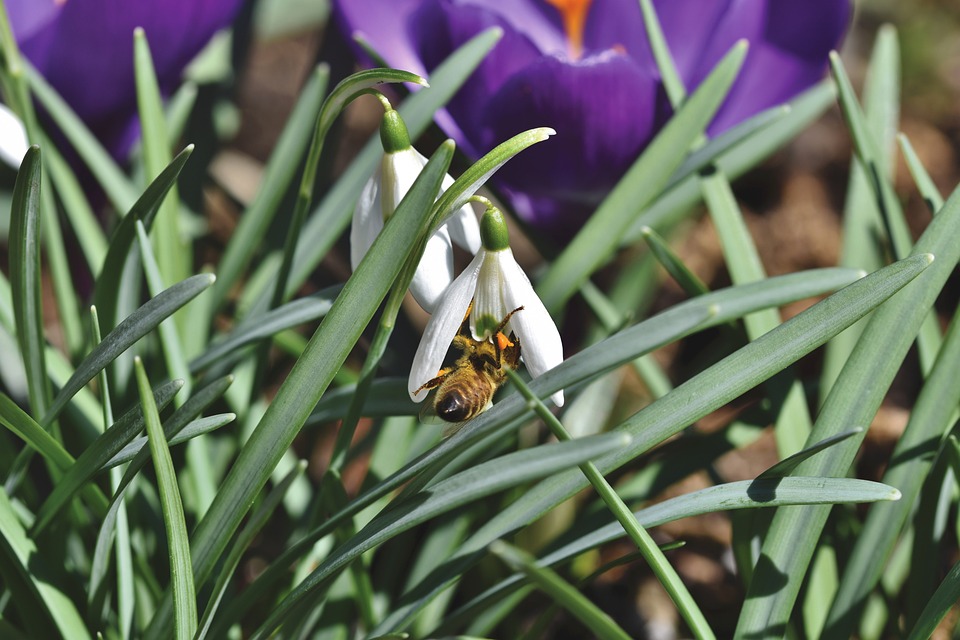 Bee Snowdrop Insect - Free photo on Pixabay - Pixabay