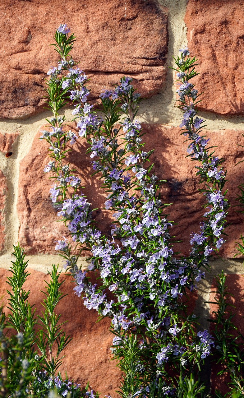 400,000+ Free Rosemary Flowers & Rosemary Images - Pixabay