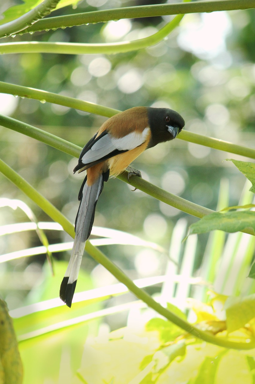Kerala India Rufous Treepie - Free photo on Pixabay