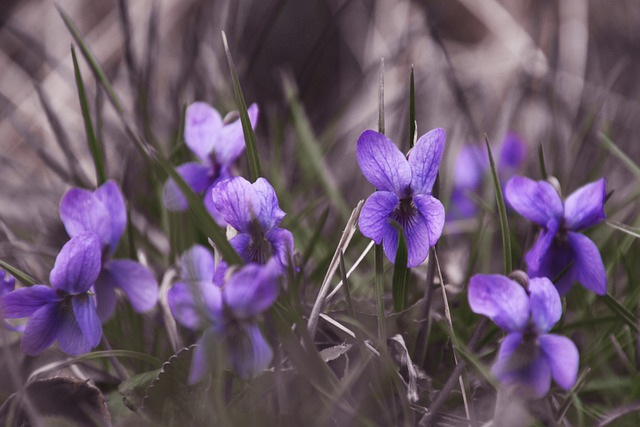 400,000+ Free Violett Background & Background Images - Pixabay