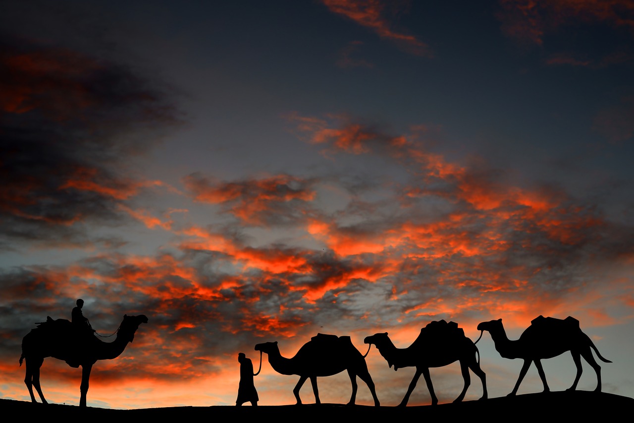 Plus de 200 photos gratuites de Dromadaires et de Chameau - Pixabay
