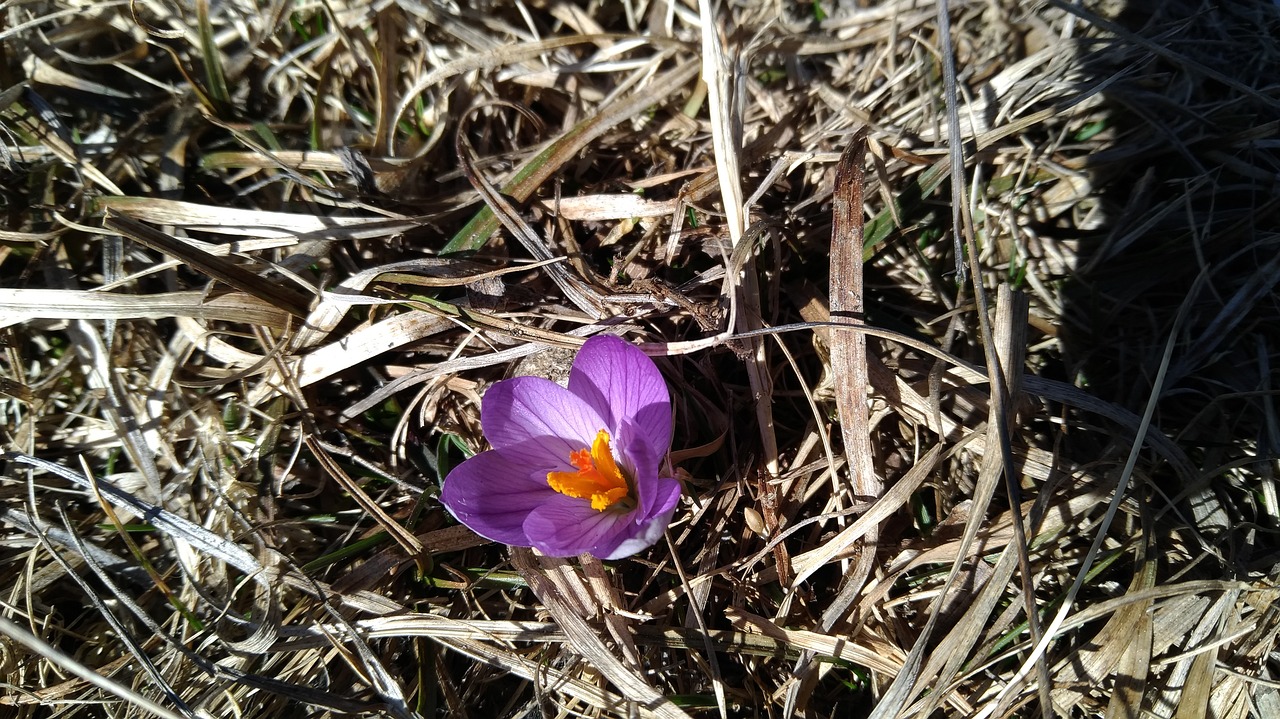 Crocus Prairie - Free photo on Pixabay