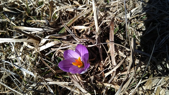Crocus Prairie - Free photo on Pixabay