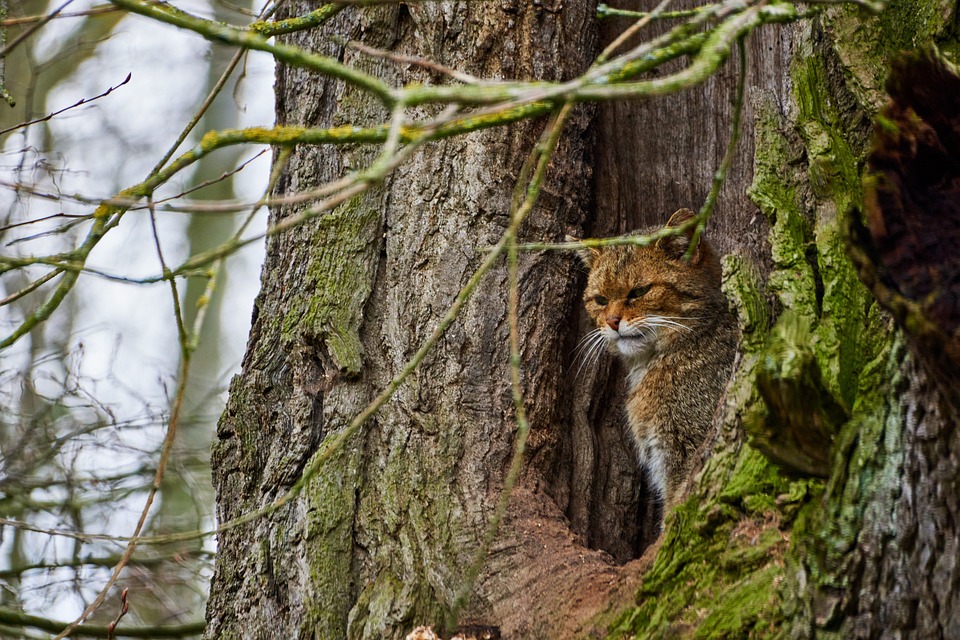 Wildcat Nature Forest - Free photo on Pixabay - Pixabay