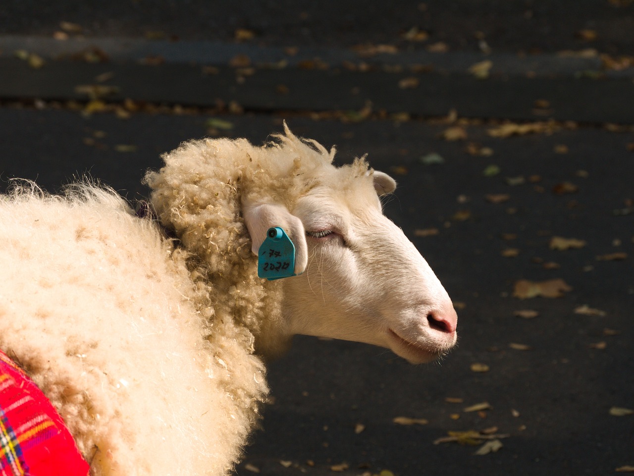 Le Mouton Diriger Animal - Photo gratuite sur Pixabay - Pixabay