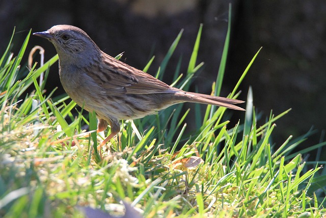 Bird Songbird Animal - Free photo on Pixabay