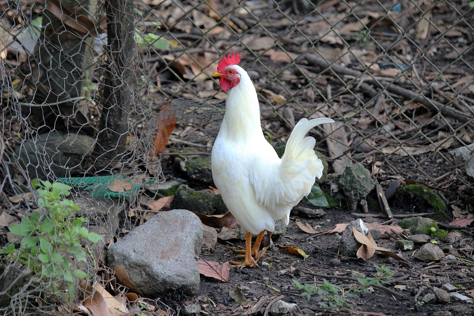 Gallo White Bird - Free photo on Pixabay - Pixabay