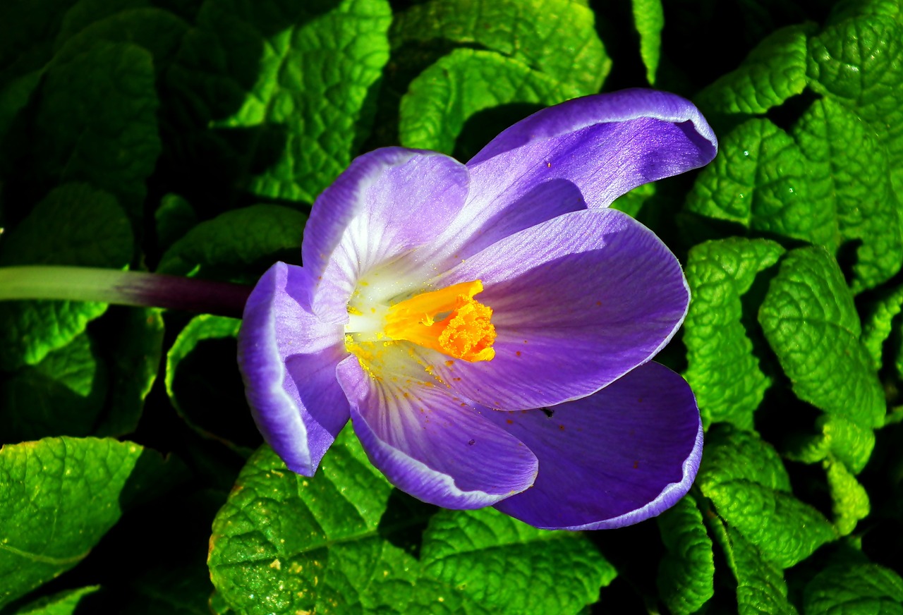 Crocus Fleur Le Printemps - Photo gratuite sur Pixabay - Pixabay