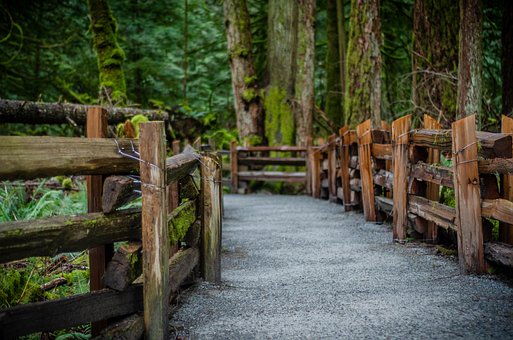 10+ Free Cathedral Grove & Vancouver Island Images - Pixabay