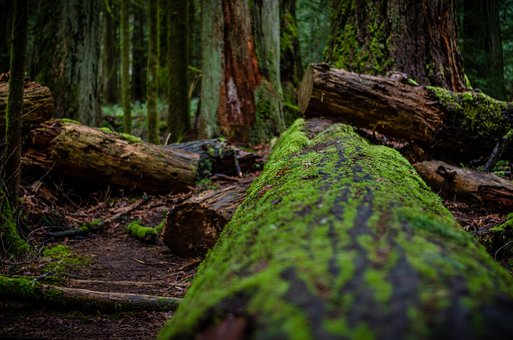 10+ Free Cathedral Grove & Vancouver Island Images - Pixabay